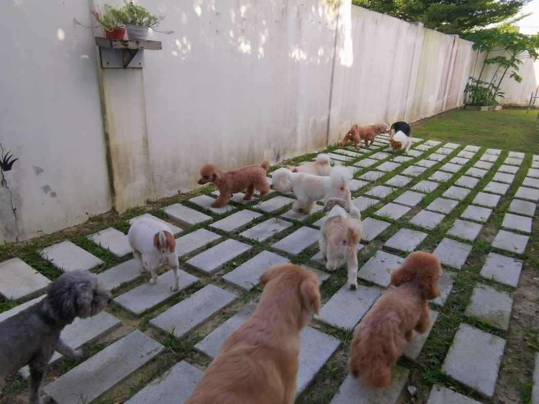 Top 10 Best Pet Shop In Johor Bahru (JB) | Updated 2024